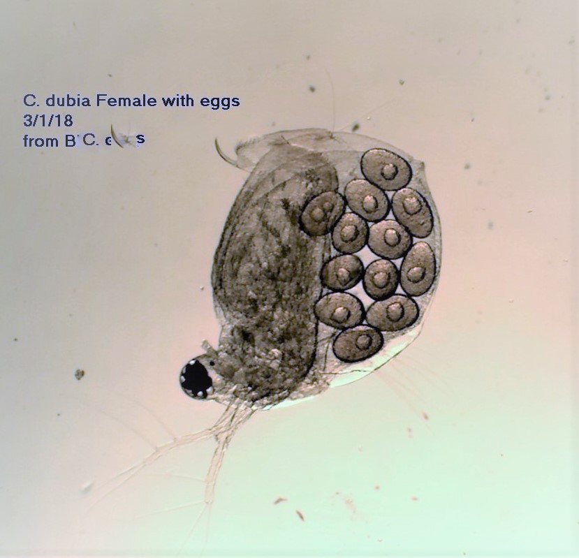 Effluent Testing – Aquatec Environmental Inc.